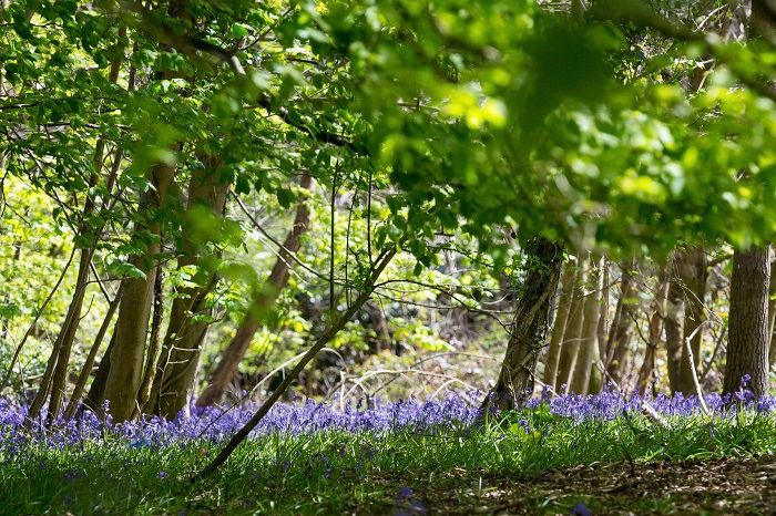 New strategy for tree management is published | | Three Rivers District ...